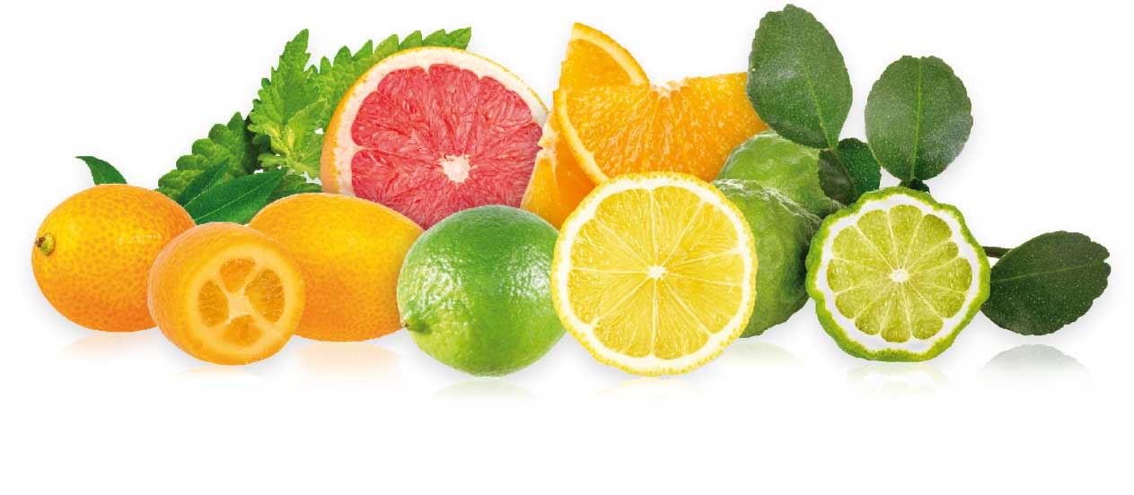 Variétés de citronniers, clémentiniers, orangers, pamplemoussiers ...